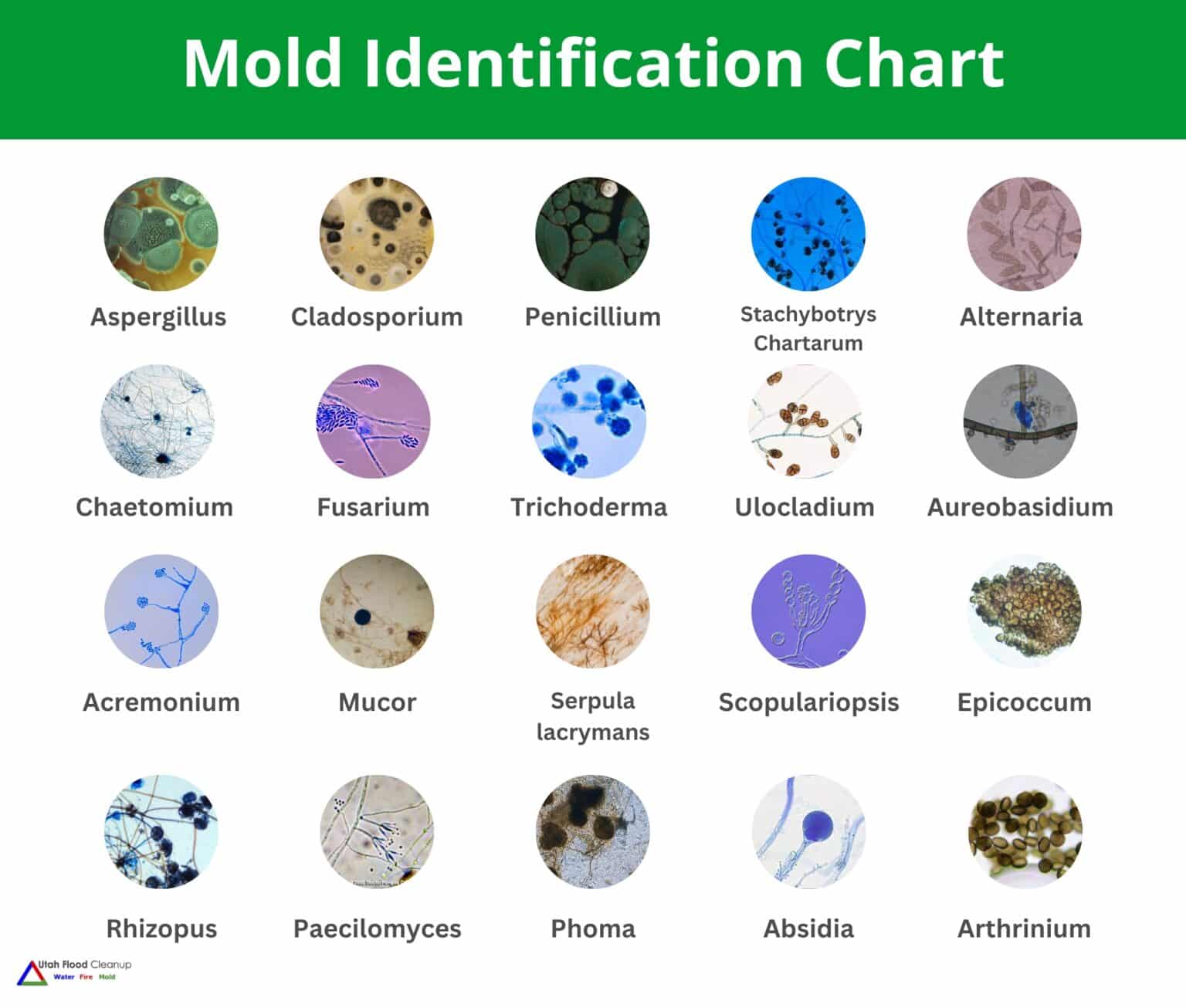 Guide to Identify & Tackle Mold in Your Utah Home