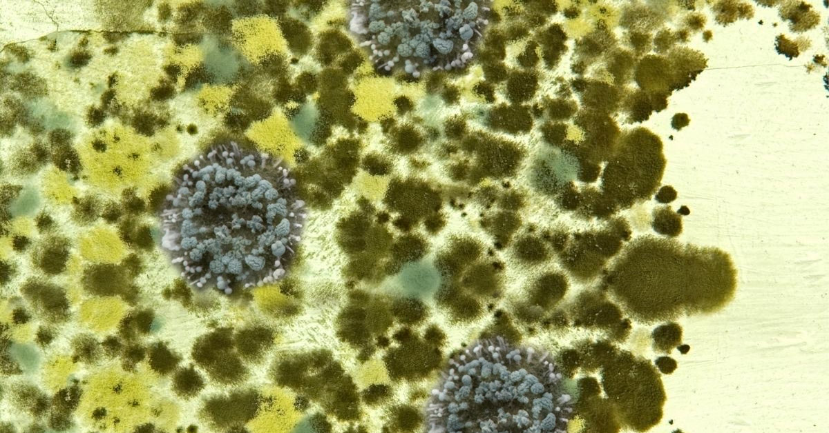 How to Identify Mold - Tips to Identify Dangerous Mold